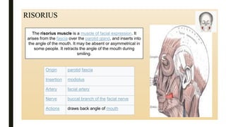 MUSCLES OF FACIAL EXPRESSION.pptx
