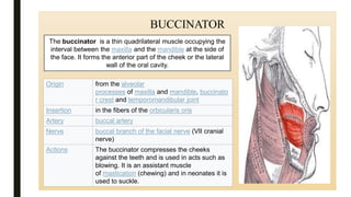 MUSCLES OF FACIAL EXPRESSION.pptx