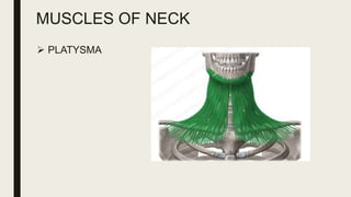 MUSCLES OF FACIAL EXPRESSION.pptx