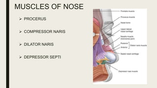 MUSCLES OF FACIAL EXPRESSION.pptx