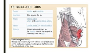 MUSCLES OF FACIAL EXPRESSION.pptx