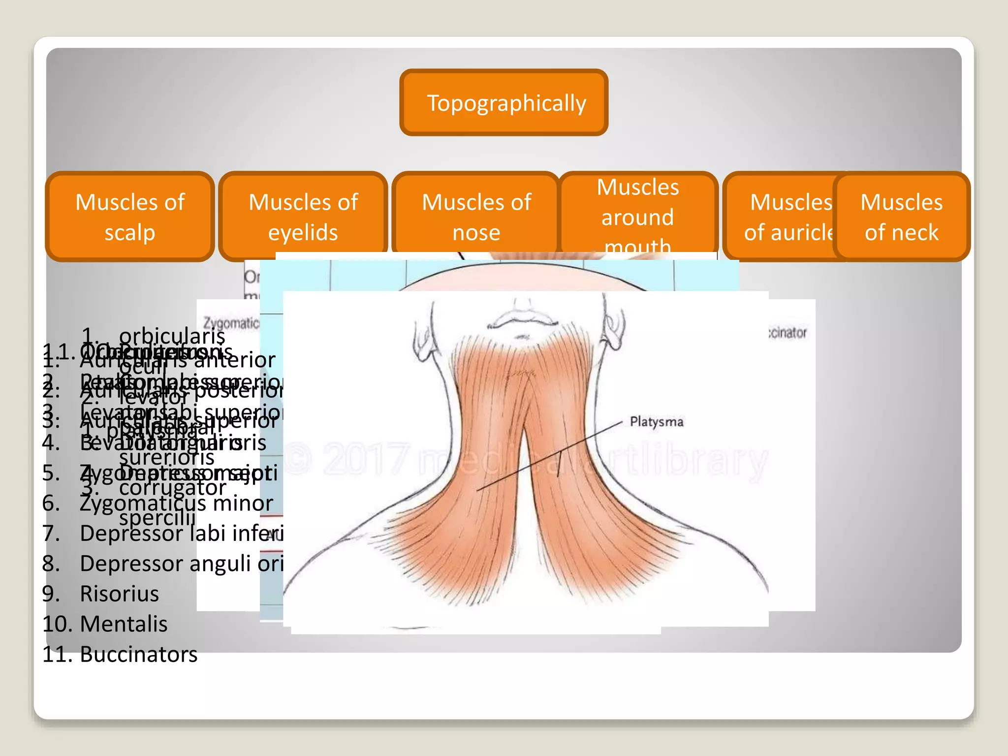 MUSCLES OF FACIAL EXPRESSION.pptx | Bodybuilding | Sports