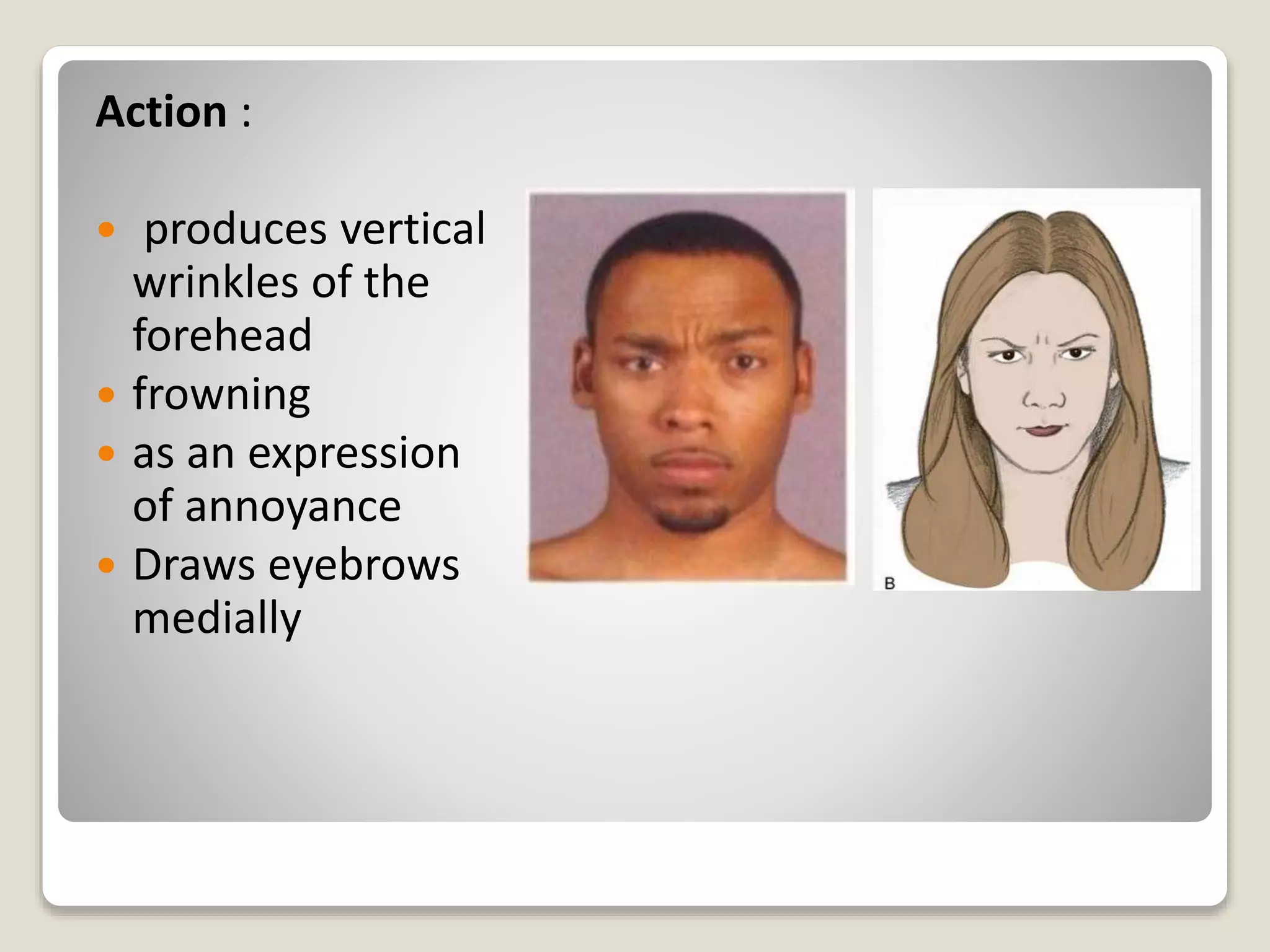 MUSCLES OF FACIAL EXPRESSION.pptx | Bodybuilding | Sports