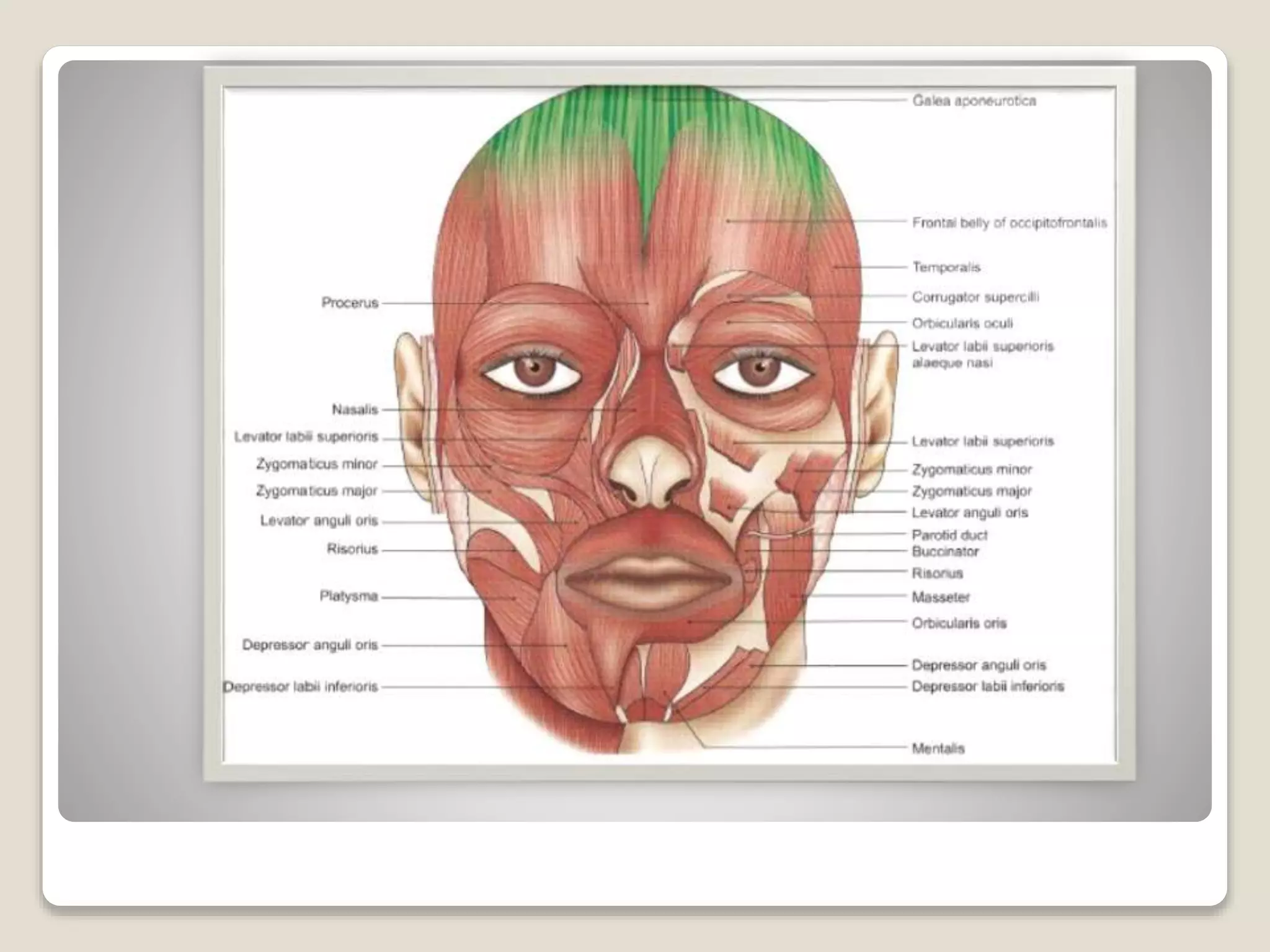 MUSCLES OF FACIAL EXPRESSION.pptx | Bodybuilding | Sports