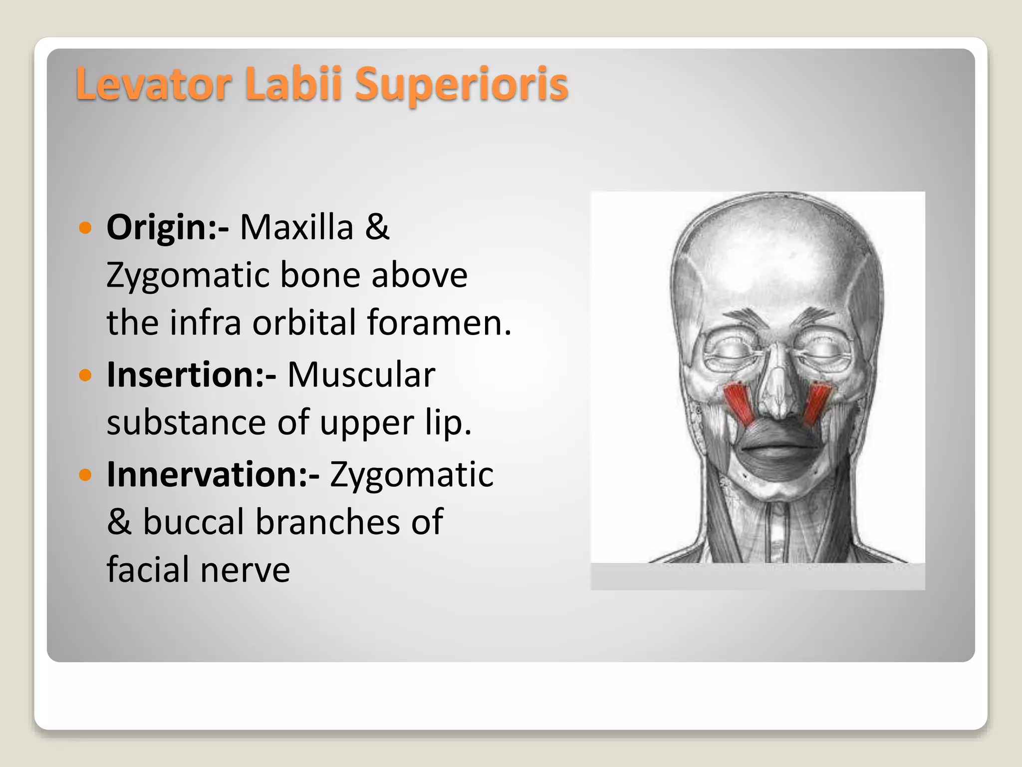 MUSCLES OF FACIAL EXPRESSION.pptx | Bodybuilding | Sports