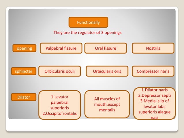 MUSCLES OF FACIAL EXPRESSION.pptx | Bodybuilding | Sports