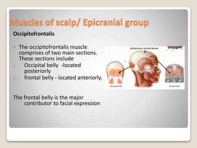 MUSCLES OF FACIAL EXPRESSION.pptx | Bodybuilding | Sports