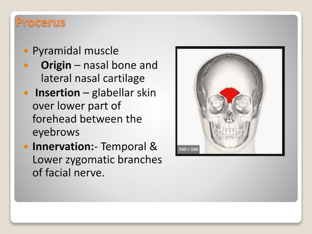 MUSCLES OF FACIAL EXPRESSION.pptx | Bodybuilding | Sports