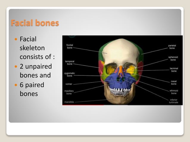 MUSCLES OF FACIAL EXPRESSION.pptx | Bodybuilding | Sports