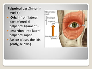 Lateral Palpebral Raphe