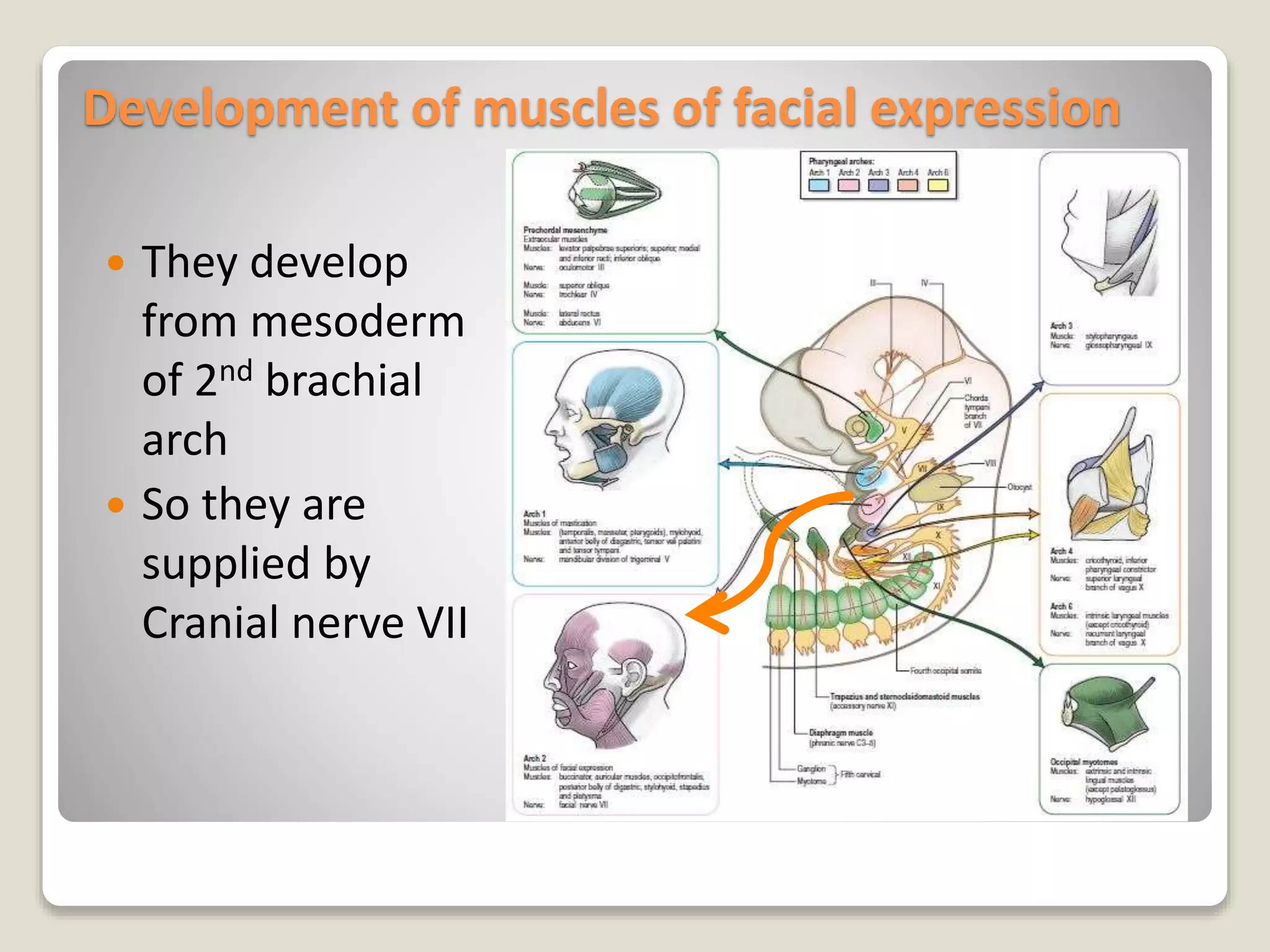 MUSCLES OF FACIAL EXPRESSION.pptx