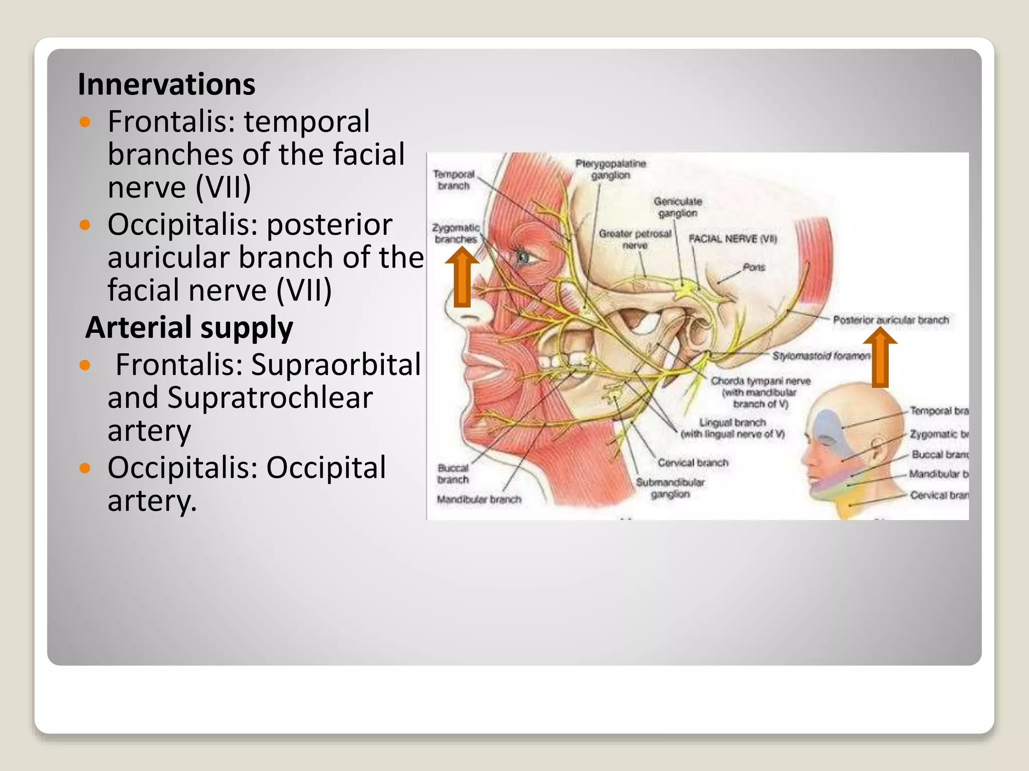MUSCLES OF FACIAL EXPRESSION.pptx