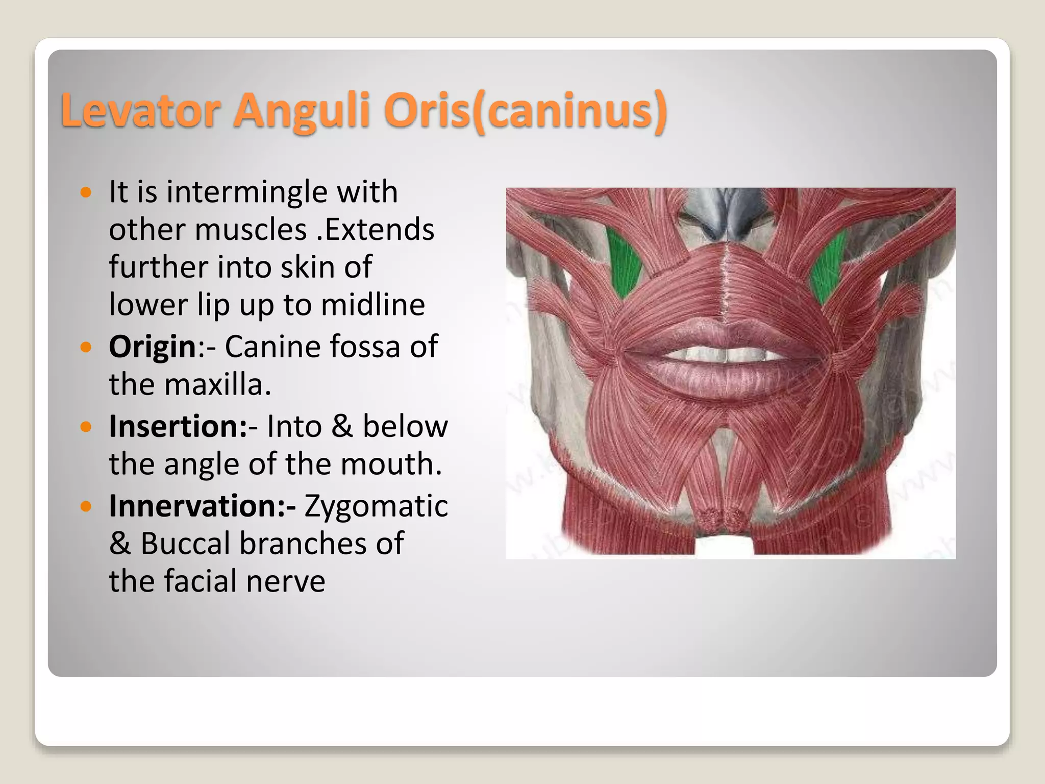 MUSCLES OF FACIAL EXPRESSION.pptx