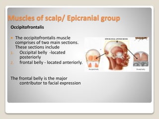 MUSCLES OF FACIAL EXPRESSION.pptx