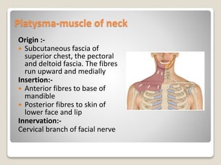 MUSCLES OF FACIAL EXPRESSION.pptx