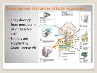 MUSCLES OF FACIAL EXPRESSION.pptx