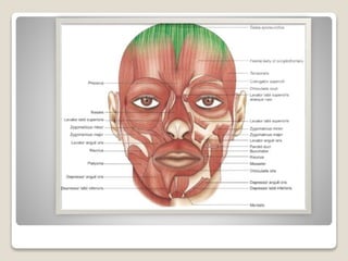 MUSCLES OF FACIAL EXPRESSION.pptx