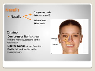 Compressor Naris