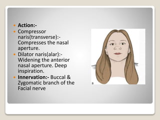 MUSCLES OF FACIAL EXPRESSION.pptx