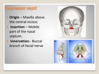 MUSCLES OF FACIAL EXPRESSION.pptx