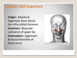 MUSCLES OF FACIAL EXPRESSION.pptx