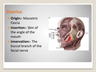 MUSCLES OF FACIAL EXPRESSION.pptx
