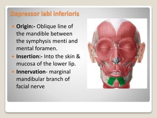 MUSCLES OF FACIAL EXPRESSION.pptx
