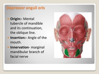 MUSCLES OF FACIAL EXPRESSION.pptx