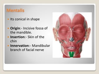 MUSCLES OF FACIAL EXPRESSION.pptx