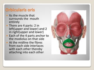 MUSCLES OF FACIAL EXPRESSION.pptx