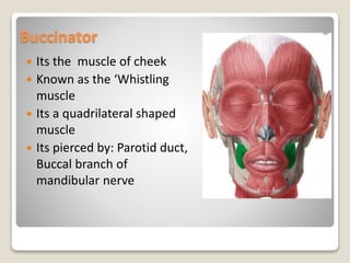 MUSCLES OF FACIAL EXPRESSION.pptx