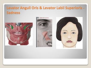 MUSCLES OF FACIAL EXPRESSION.pptx