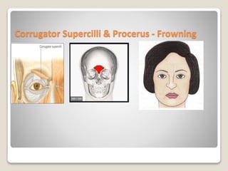 MUSCLES OF FACIAL EXPRESSION.pptx