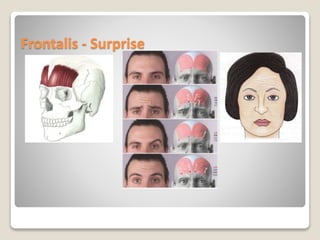 MUSCLES OF FACIAL EXPRESSION.pptx