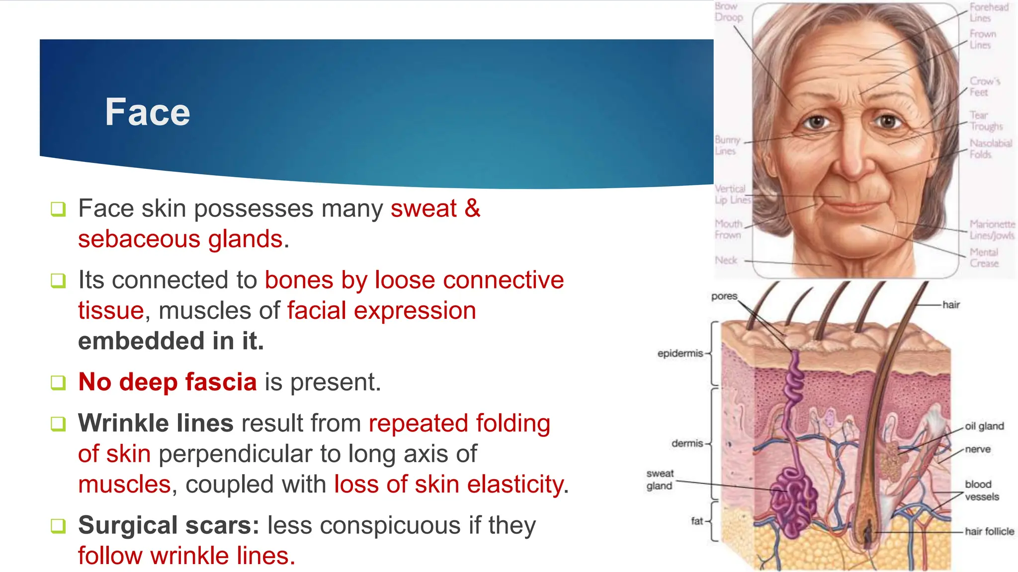 Face and Muscles of facial expression.pptx