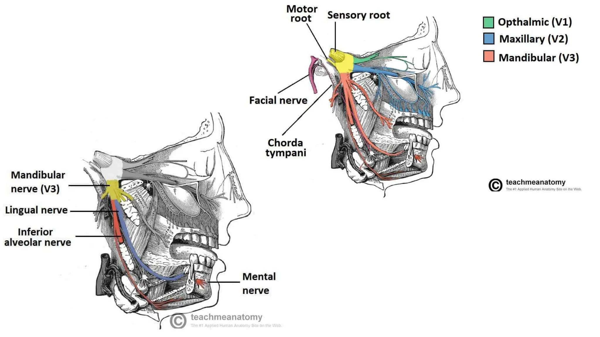 Face and Muscles of facial expression.pptx