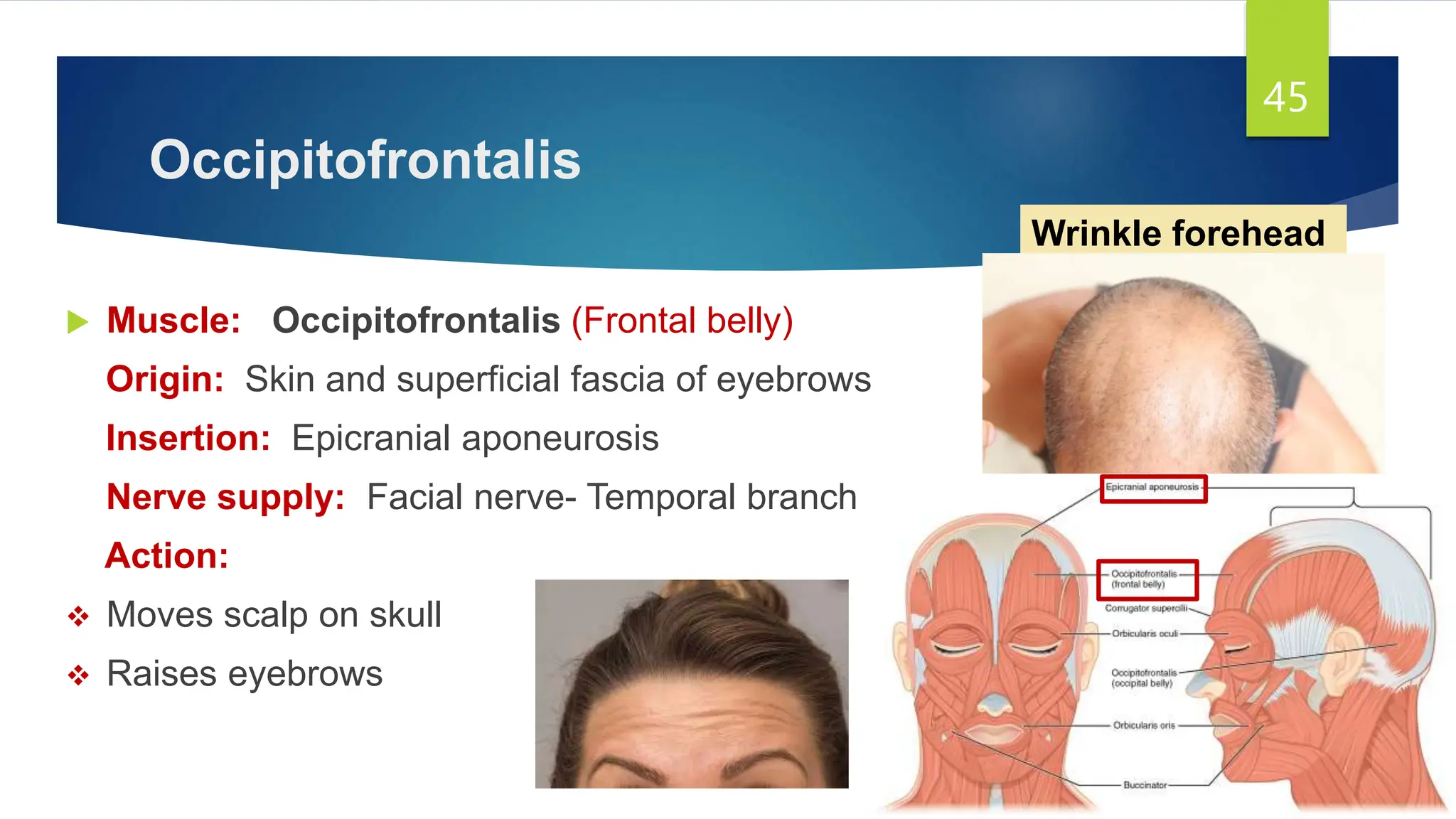 Face and Muscles of facial expression.pptx