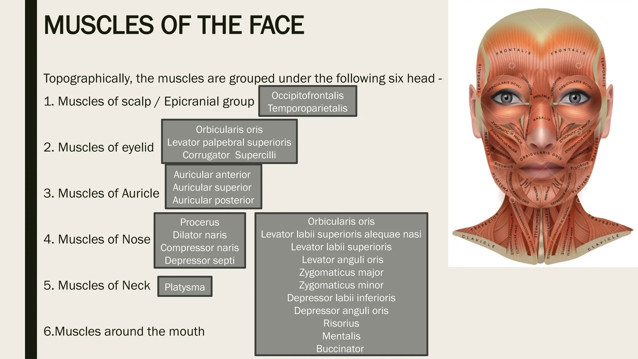 Muscles of Facial Expression dental.pptx