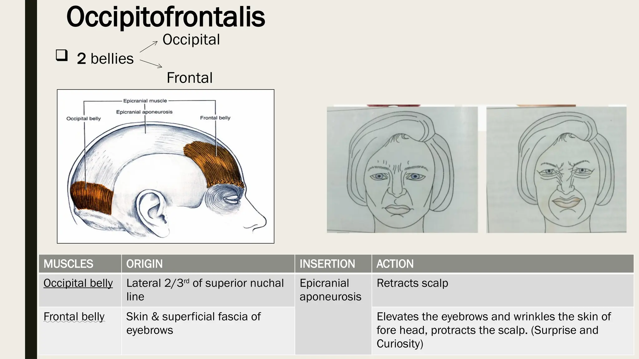 Muscles of Facial Expression dental.pptx