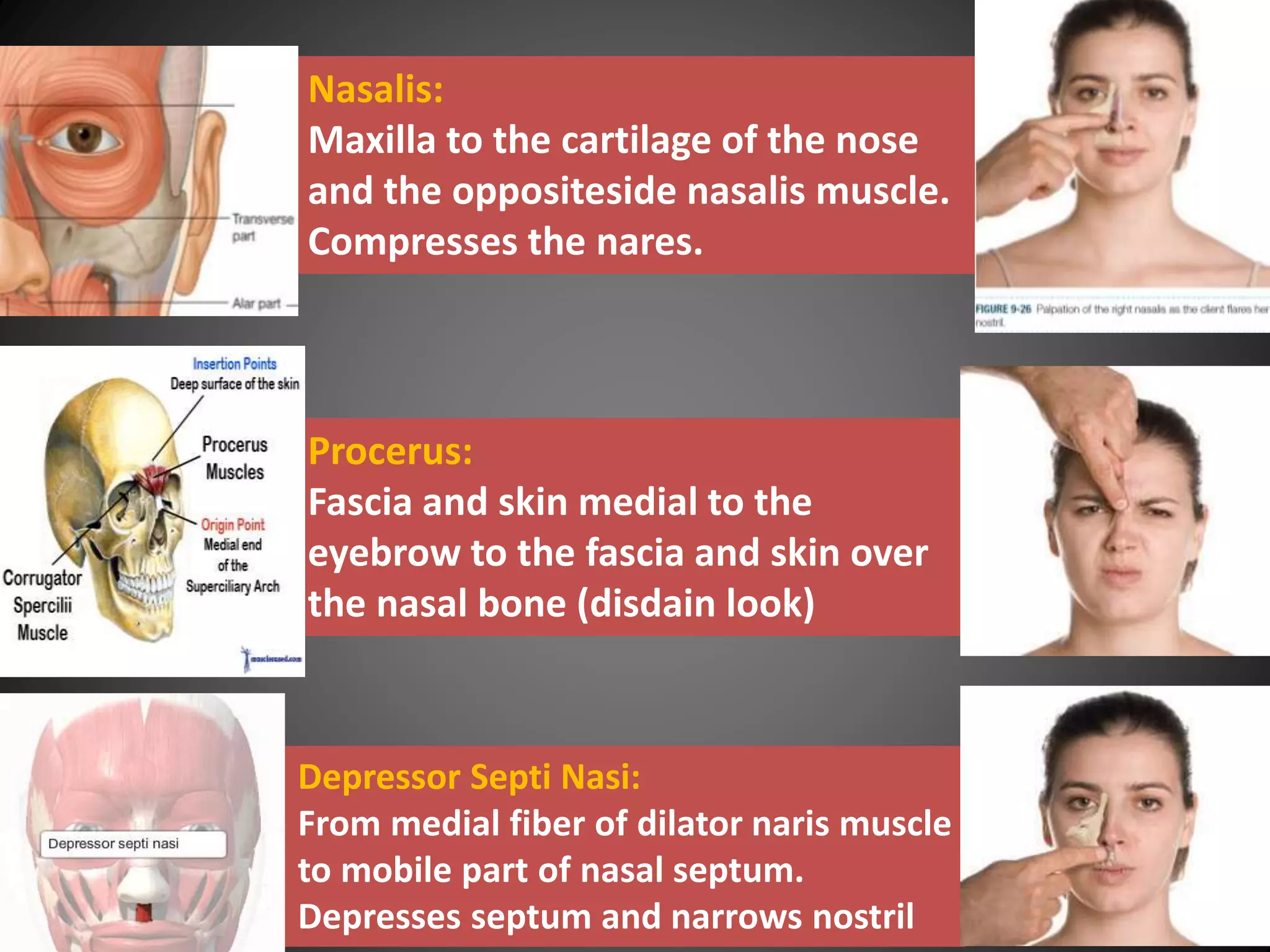 Muscles of facial expression neeha | PPTX