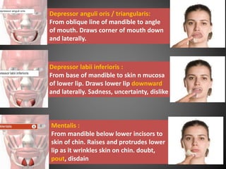 Muscles of facial expression neeha | PPTX