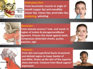 Muscles of facial expression neeha | PPTX