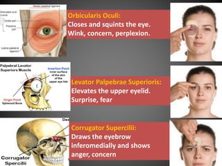 Muscles of facial expression neeha | PPTX