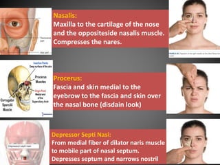 Muscles of facial expression neeha | PPTX