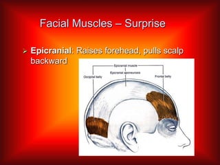 Musclesoffacialexpression new | PPTX