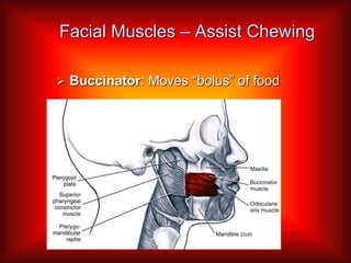 Musclesoffacialexpression new | PPTX