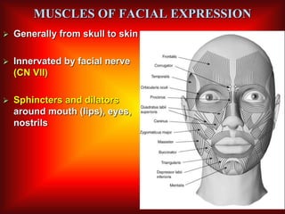 Musclesoffacialexpression new | PPTX