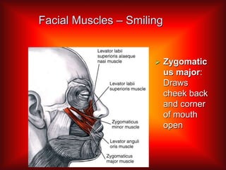 Musclesoffacialexpression new | PPT