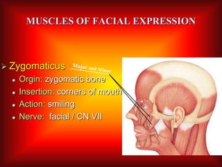 Musclesoffacialexpression new | PPTX