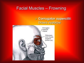 Corrugator Supercilii Action